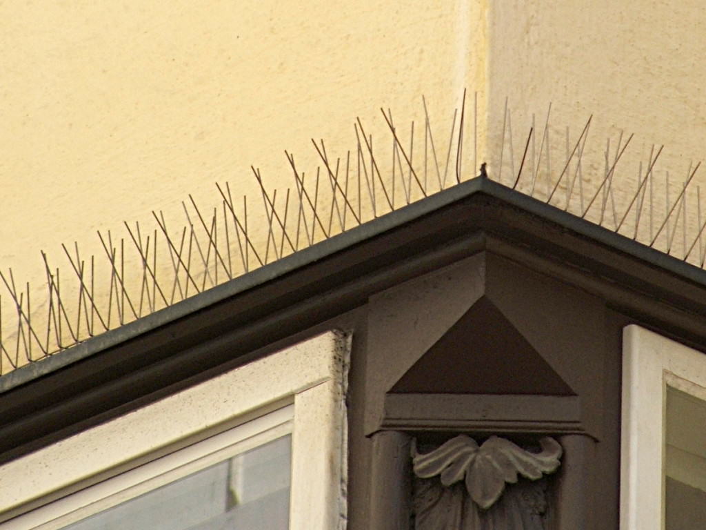 How to keep birds off your roof | Rooftec